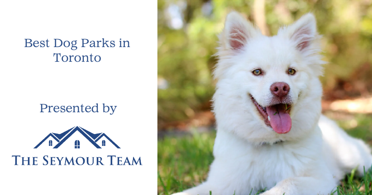 Best Dog Parks in Toronto